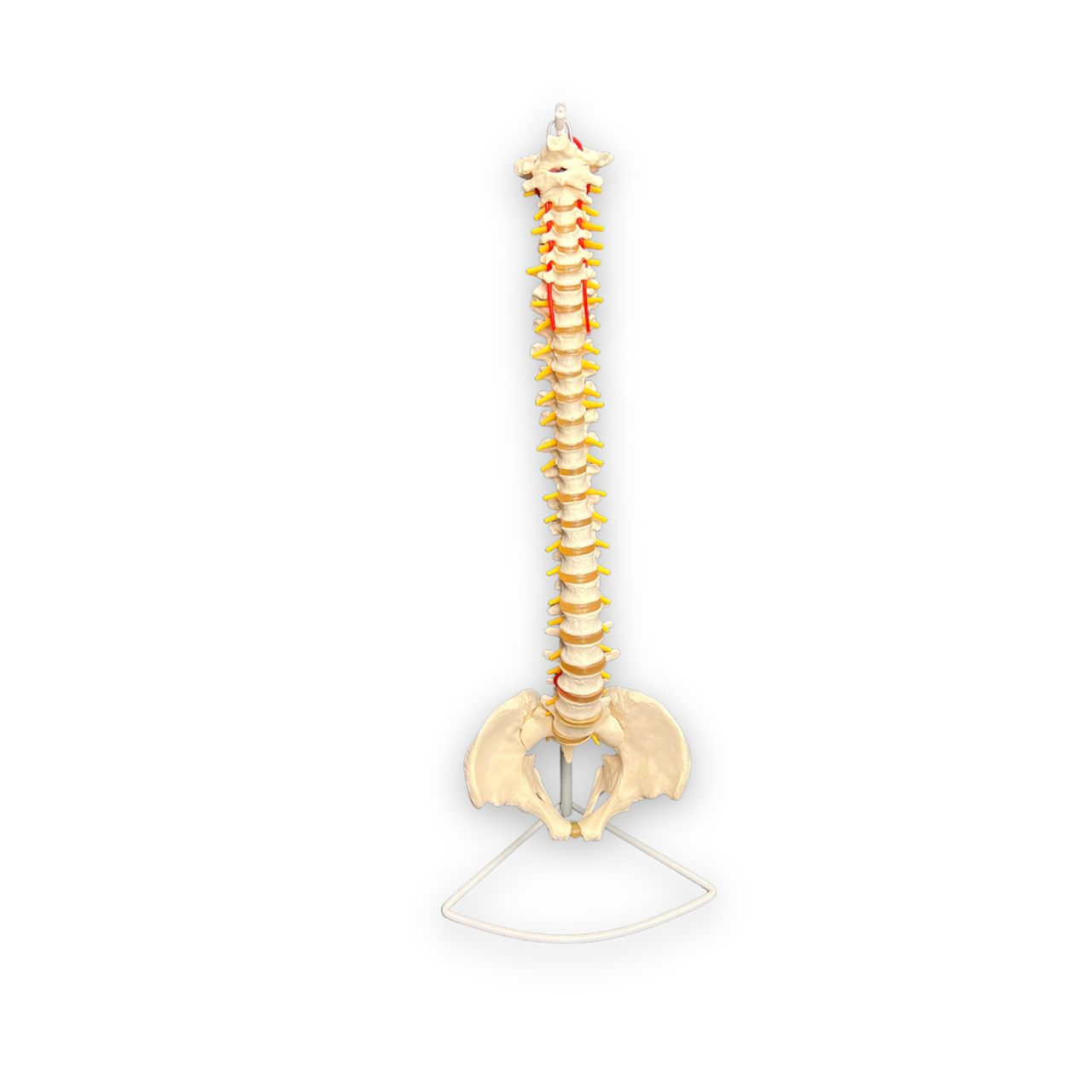 Modelo Anatómico: Columna Vertebral – World Medic's