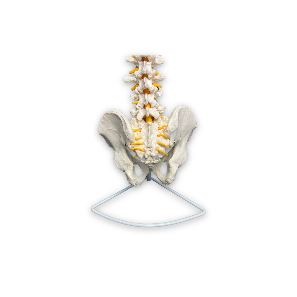 Modelo Anatómico: Columna Vertebral – World Medic's